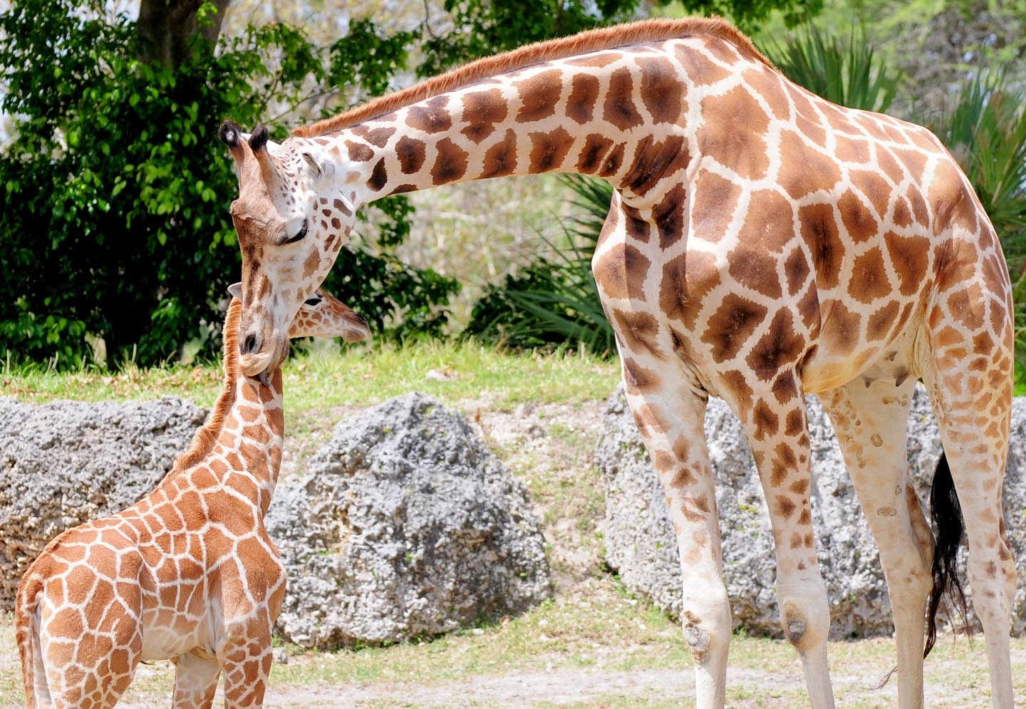 Zoo Safari Bari Hotel El